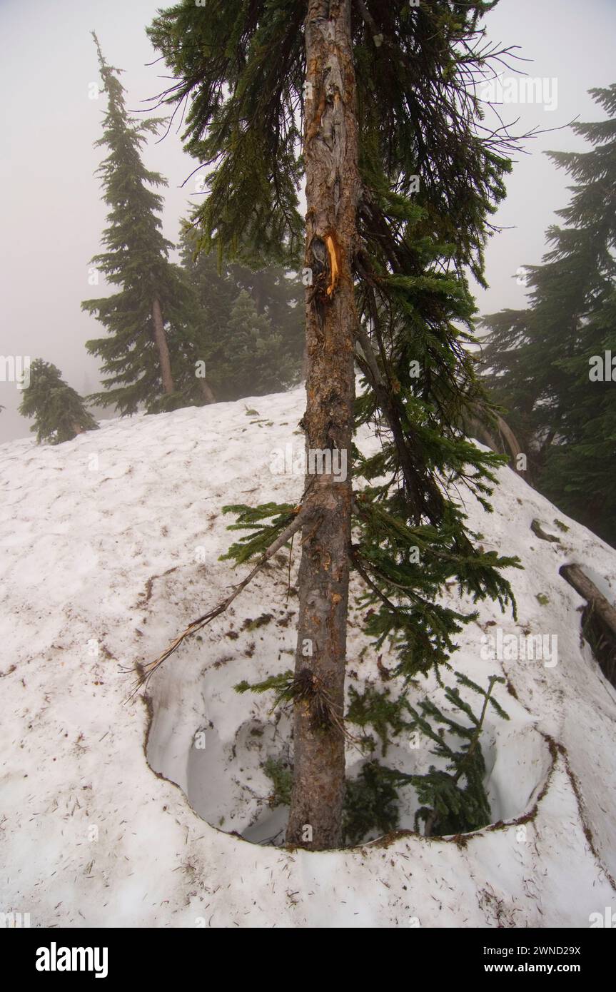 Engelmann spruce trees melts out of a winter drift mt Bandera hillside ...