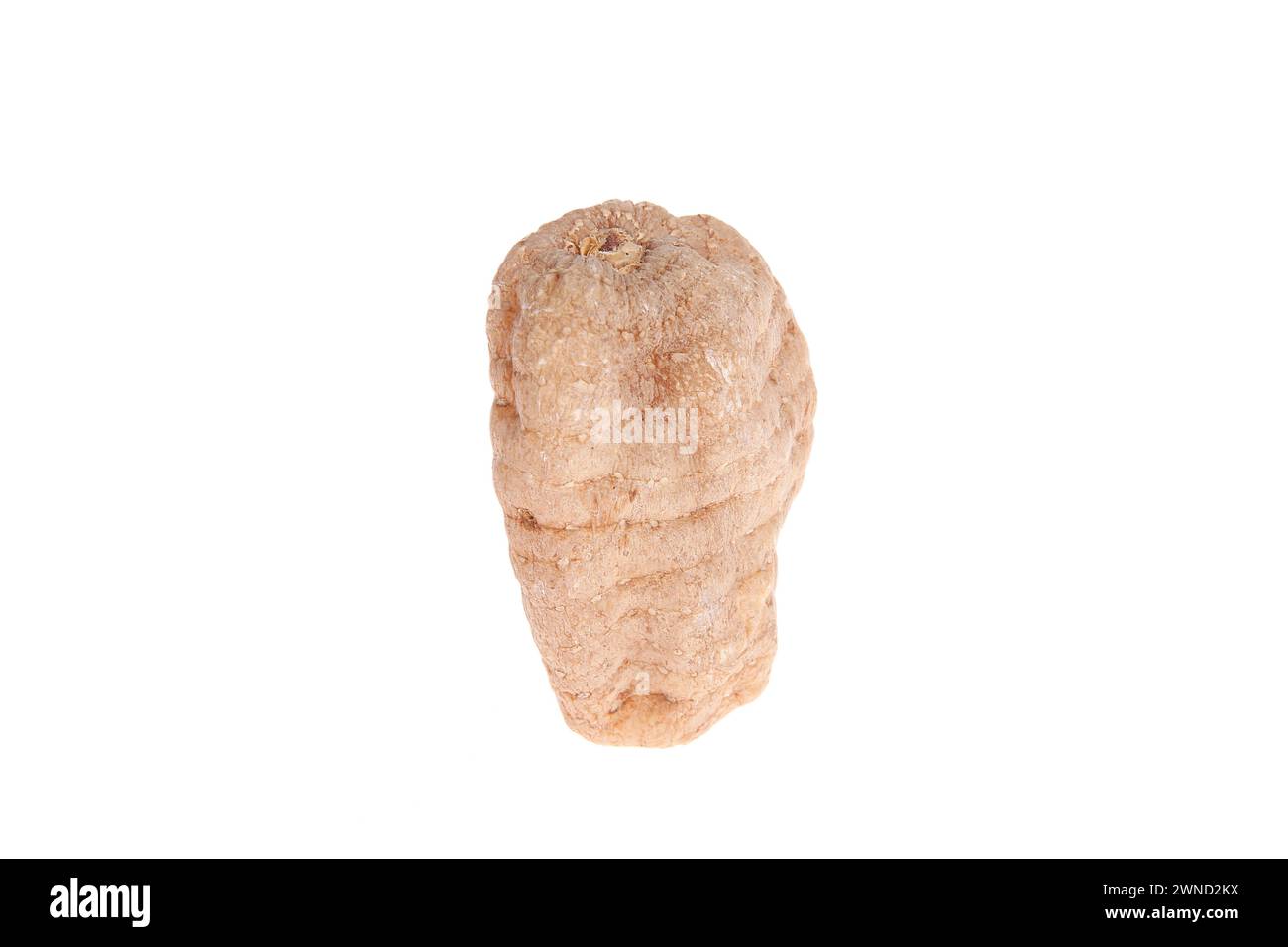 Tianma is isolated on a white background, with Chinese herbal medicine ...