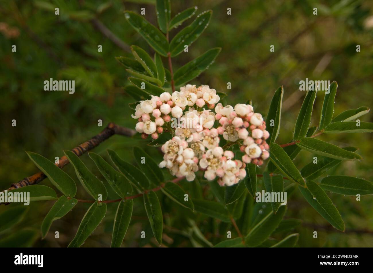 Sitka Mountain Ash Sorbus sitchensis in alpine medows on mt Bandera ...