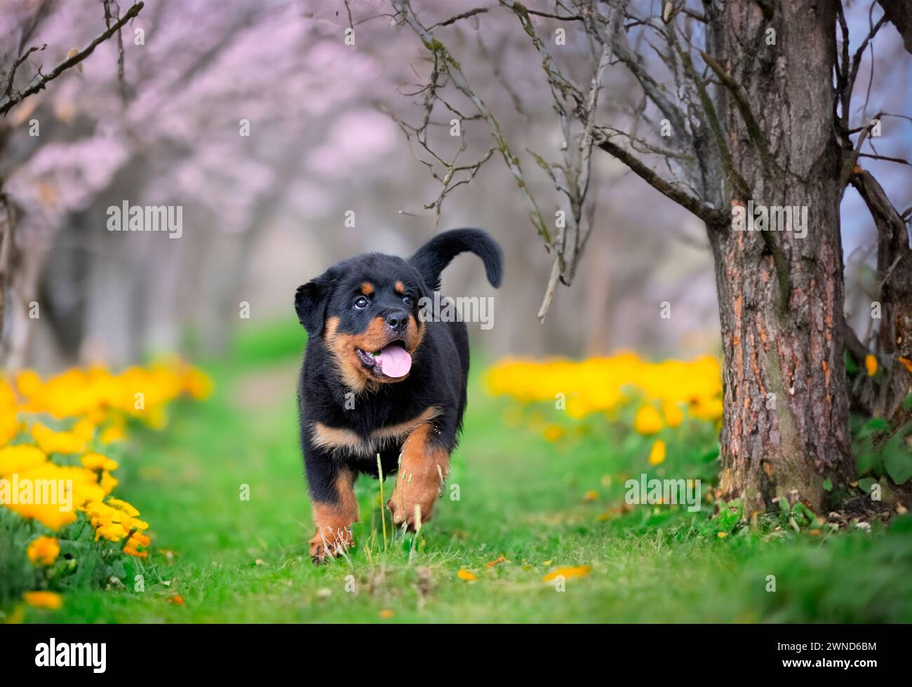 puppy rottweiler running in the nature in summer Stock Photo - Alamy