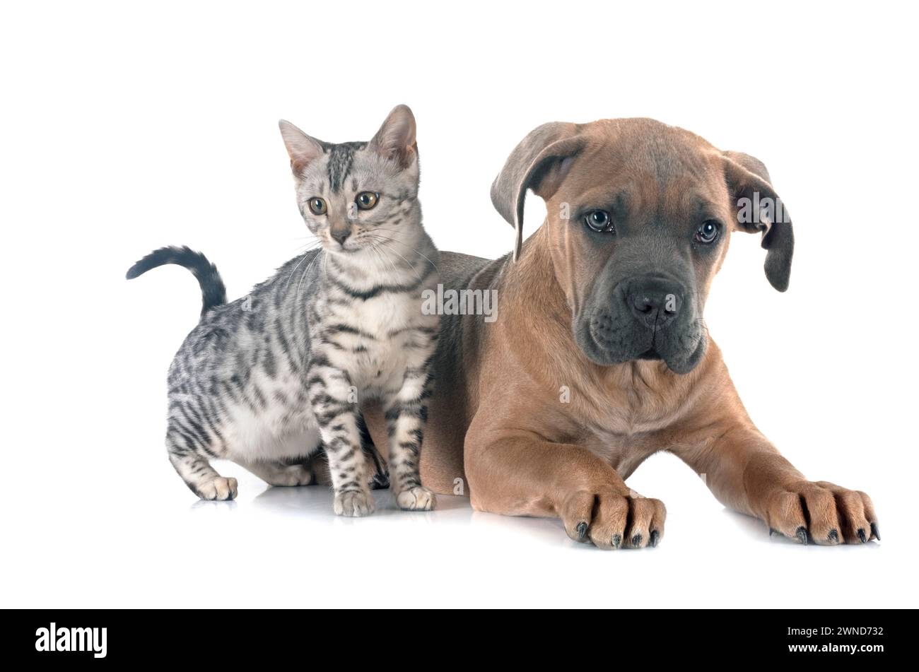 bengal cat and cane corso in front of white background Stock Photo - Alamy