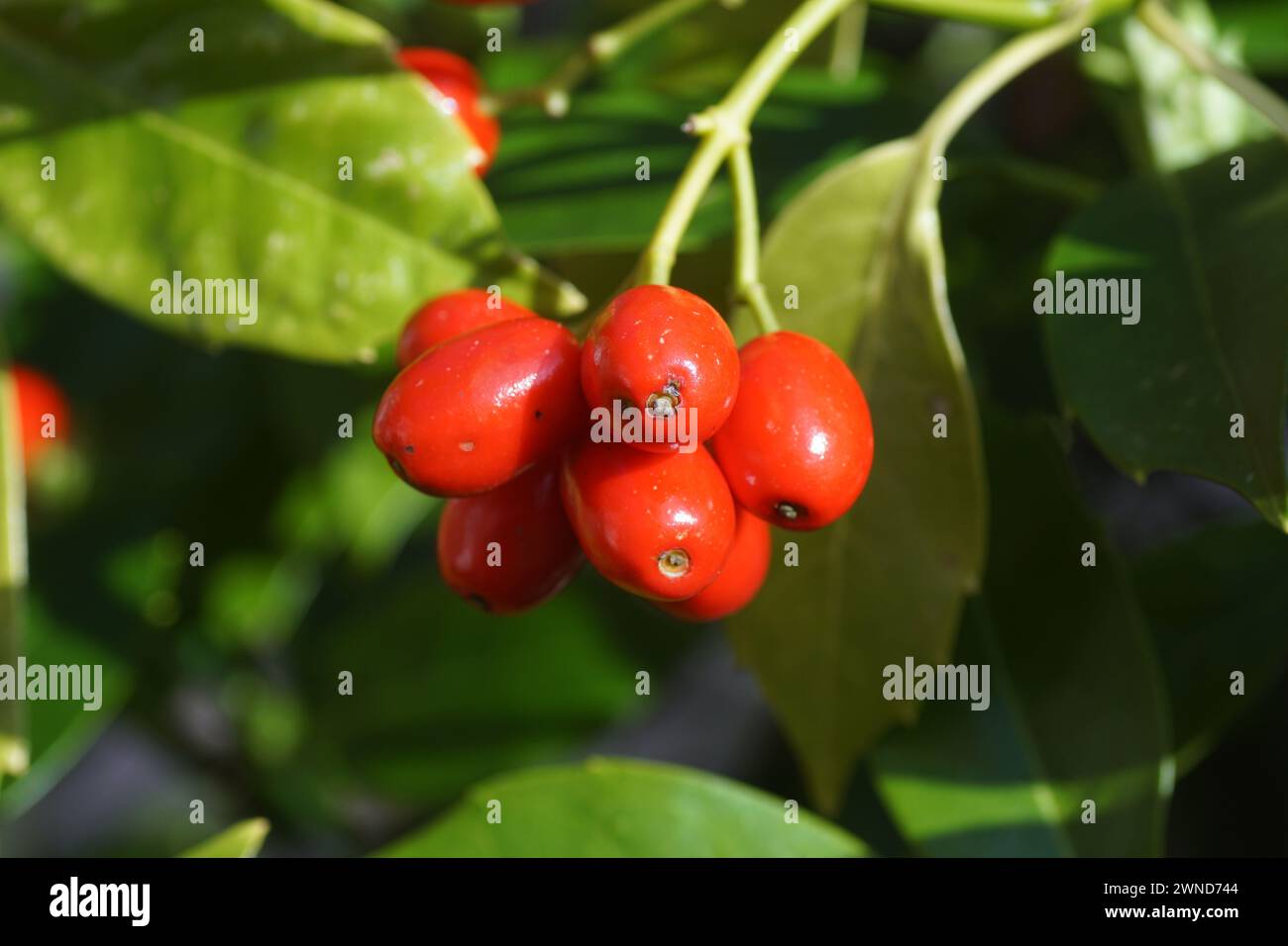 Aucuba japonica (spotted laurel, Japanese laurel, Japanese aucuba, gold ...