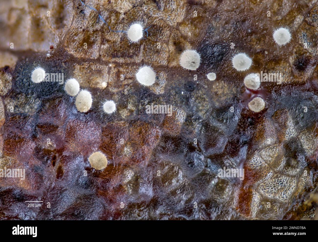 Tiny saprobic fungi (family Hyaloscyphaceae) growing on decaying leaf ...