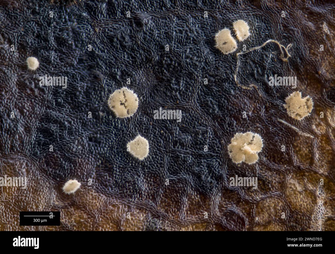 Tiny saprobic fungi (family Hyaloscyphaceae) growing on decaying leaf ...