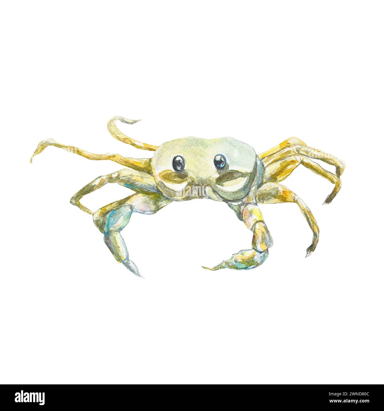 Yellow sand crab, watercolor. Illustration on a marine theme, isolated ...