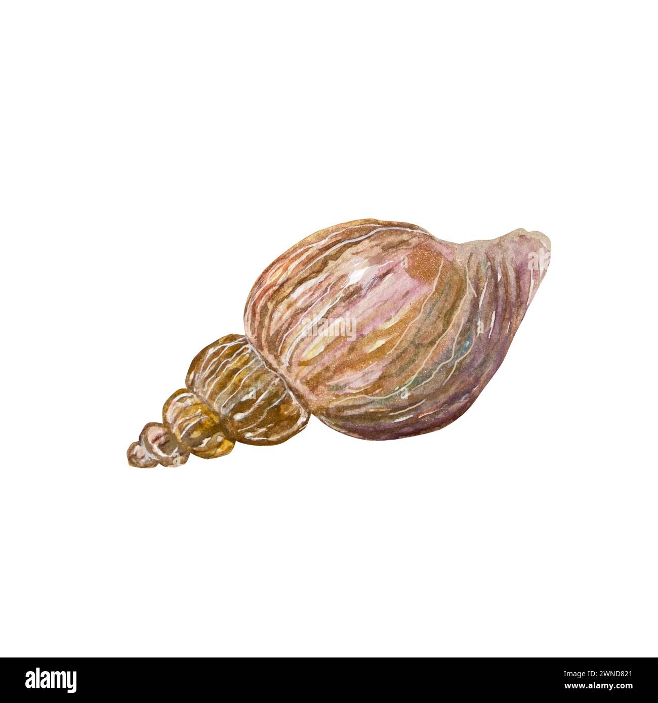 Seashell watercolor, spiral. Illustration on a marine theme isolated on ...