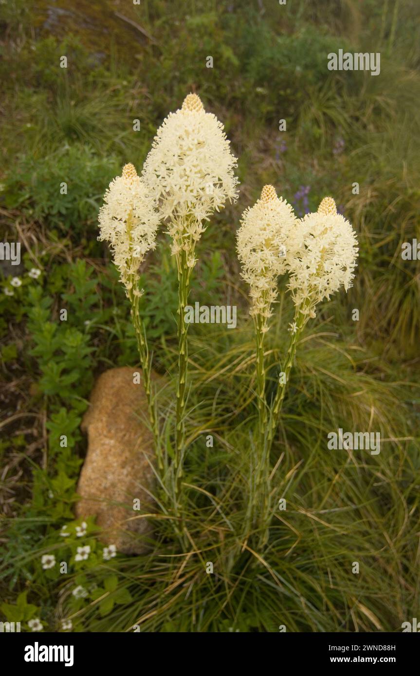 Flowering Beargrass wildflowers in alpine medows on mt Bandera Cascades ...