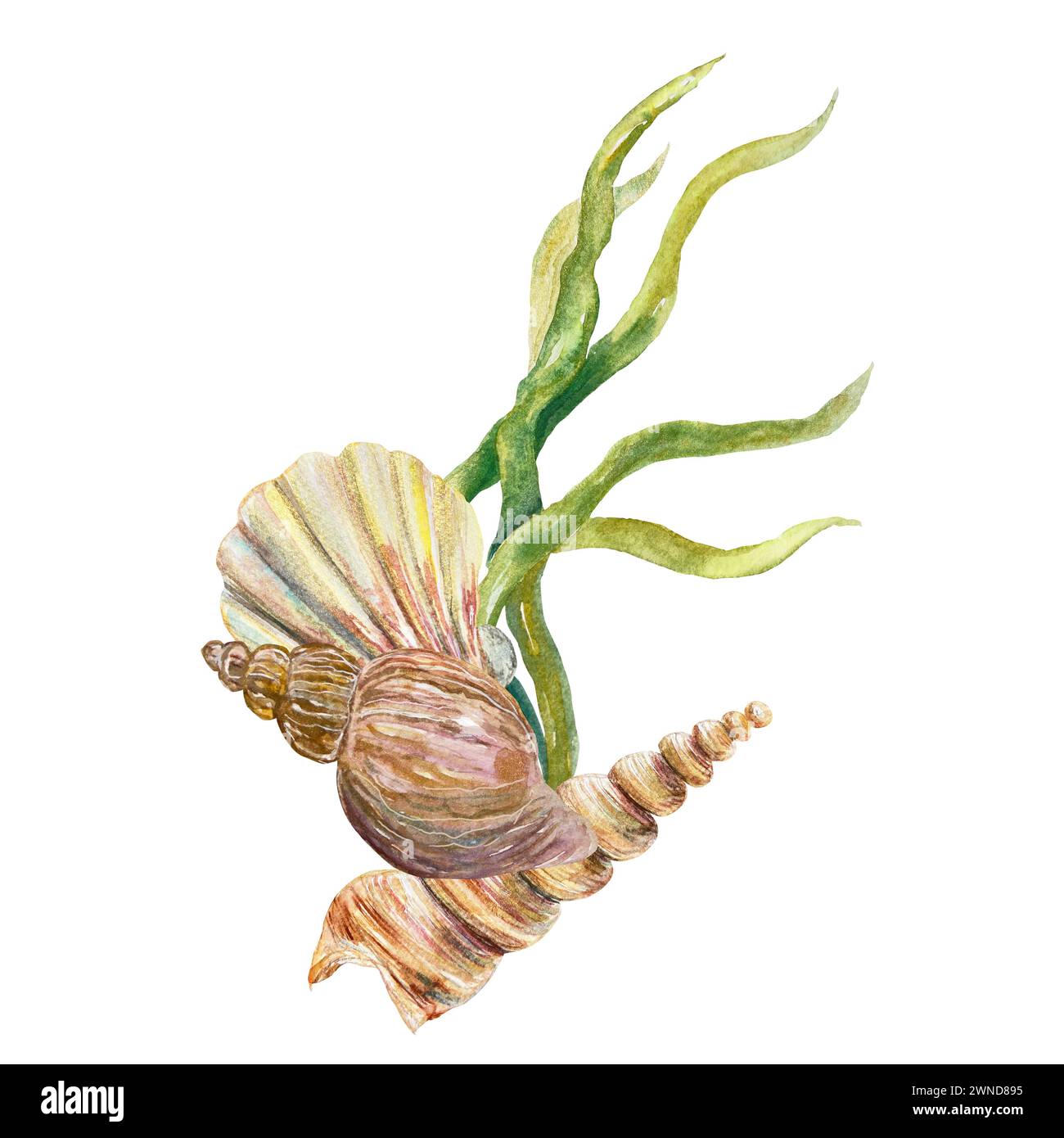 Shells, algae, watercolor. Illustration on a marine theme isolated on a ...