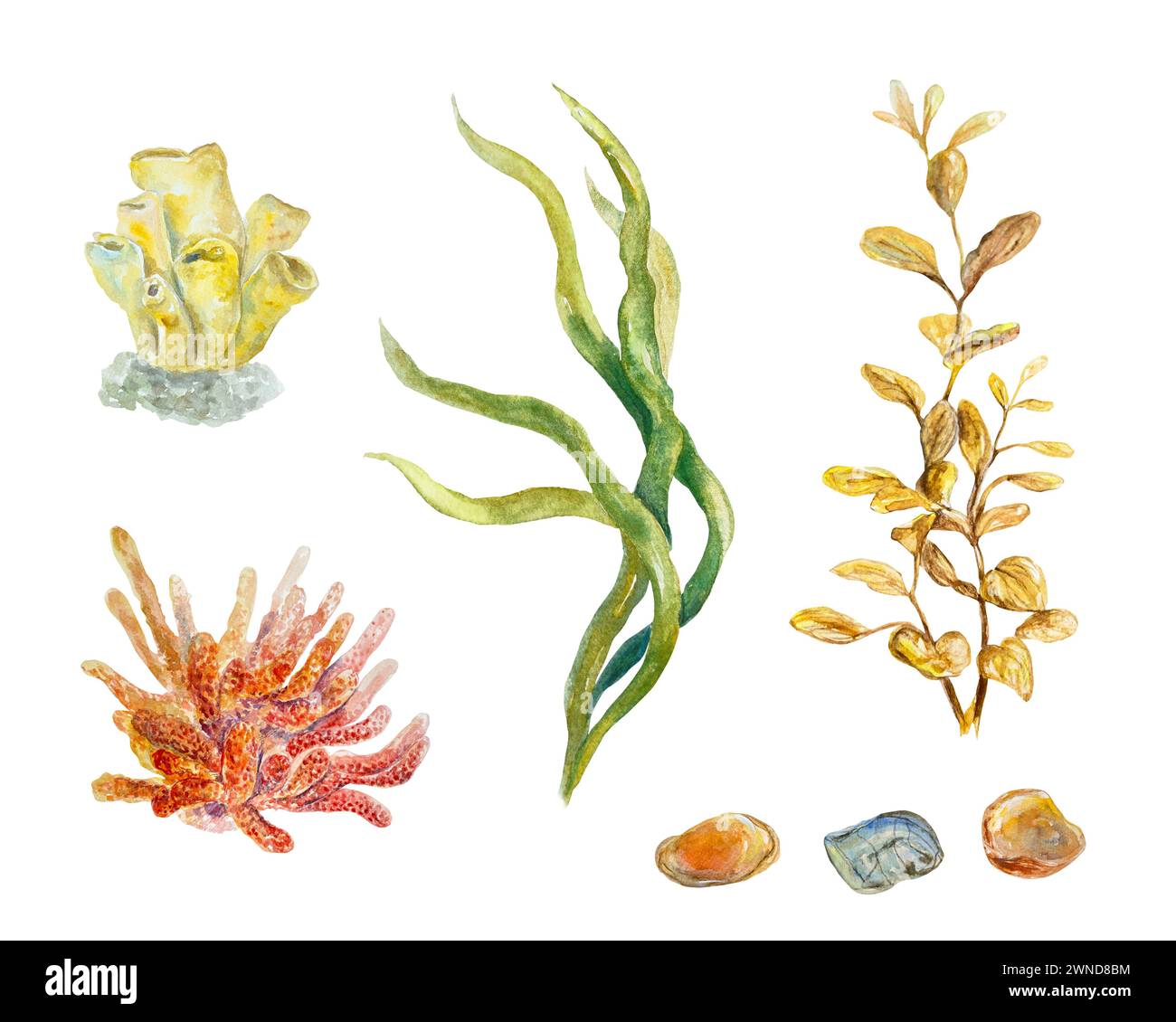 Algae, stones, corals, watercolor set. Illustration on a marine theme ...