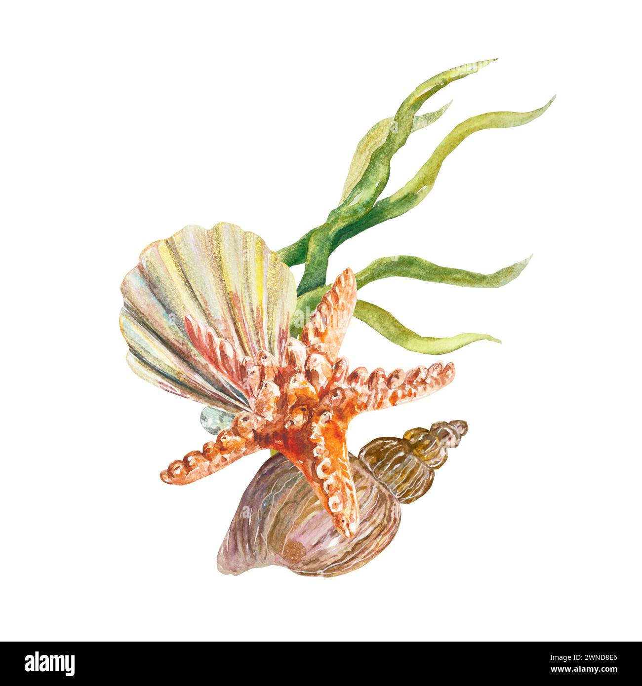 Seashells, starfish, algae, watercolor. Illustration on a marine theme ...