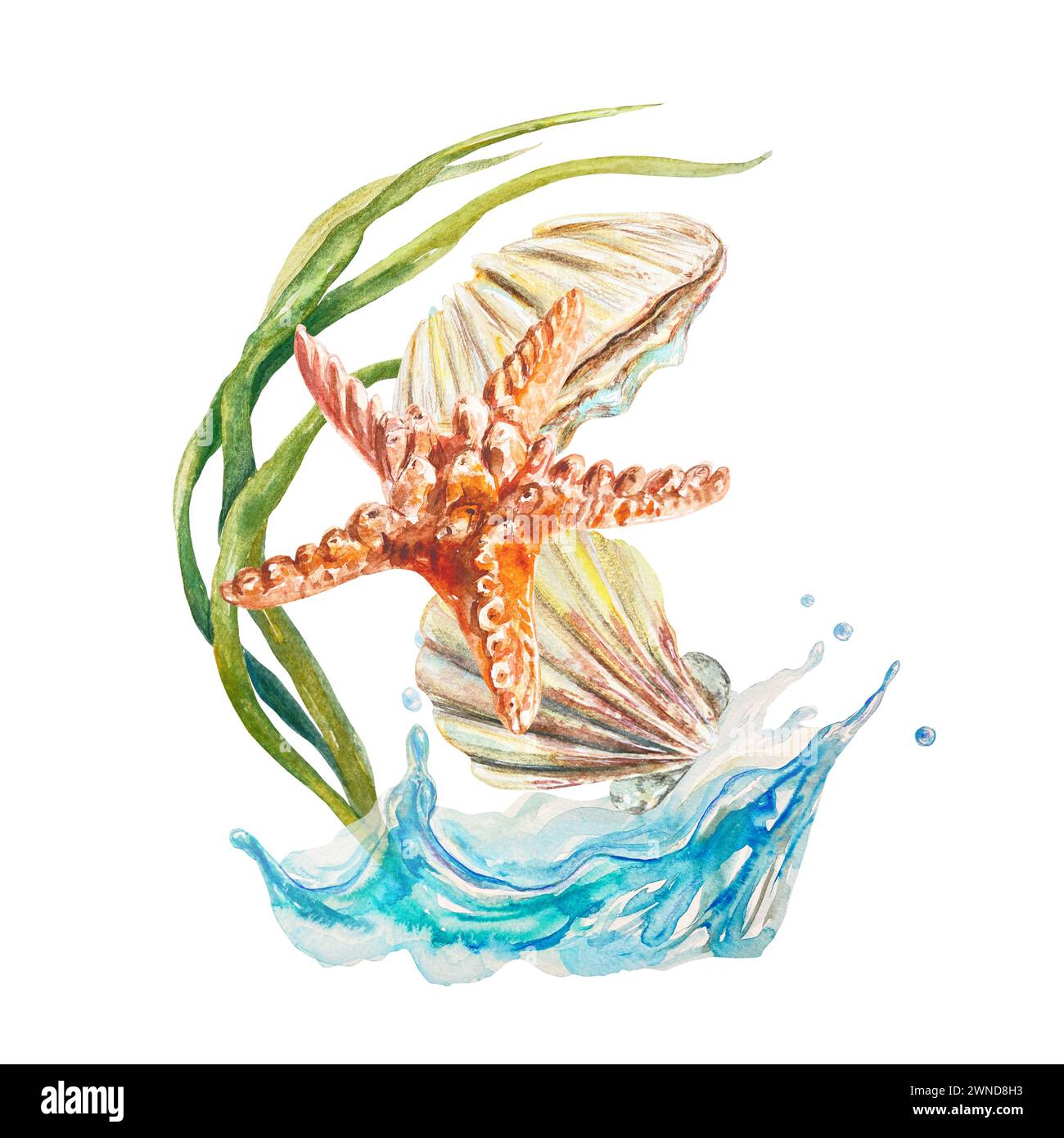Starfish, shells, wave, watercolor. Illustration isolated on white ...