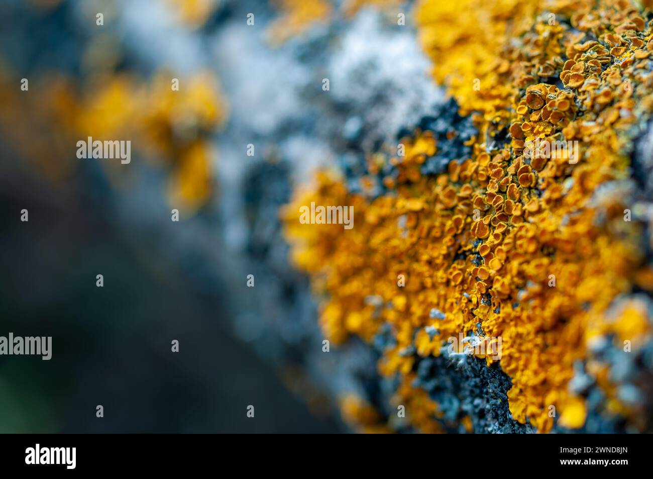 Black yellow botanical pattern hi-res stock photography and images - Alamy