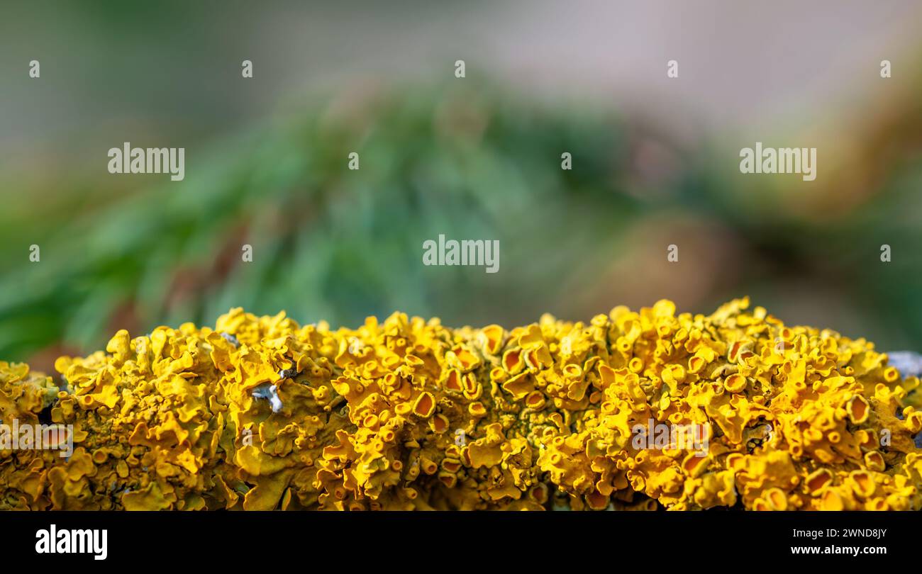 Insects covered with moss hi-res stock photography and images - Alamy