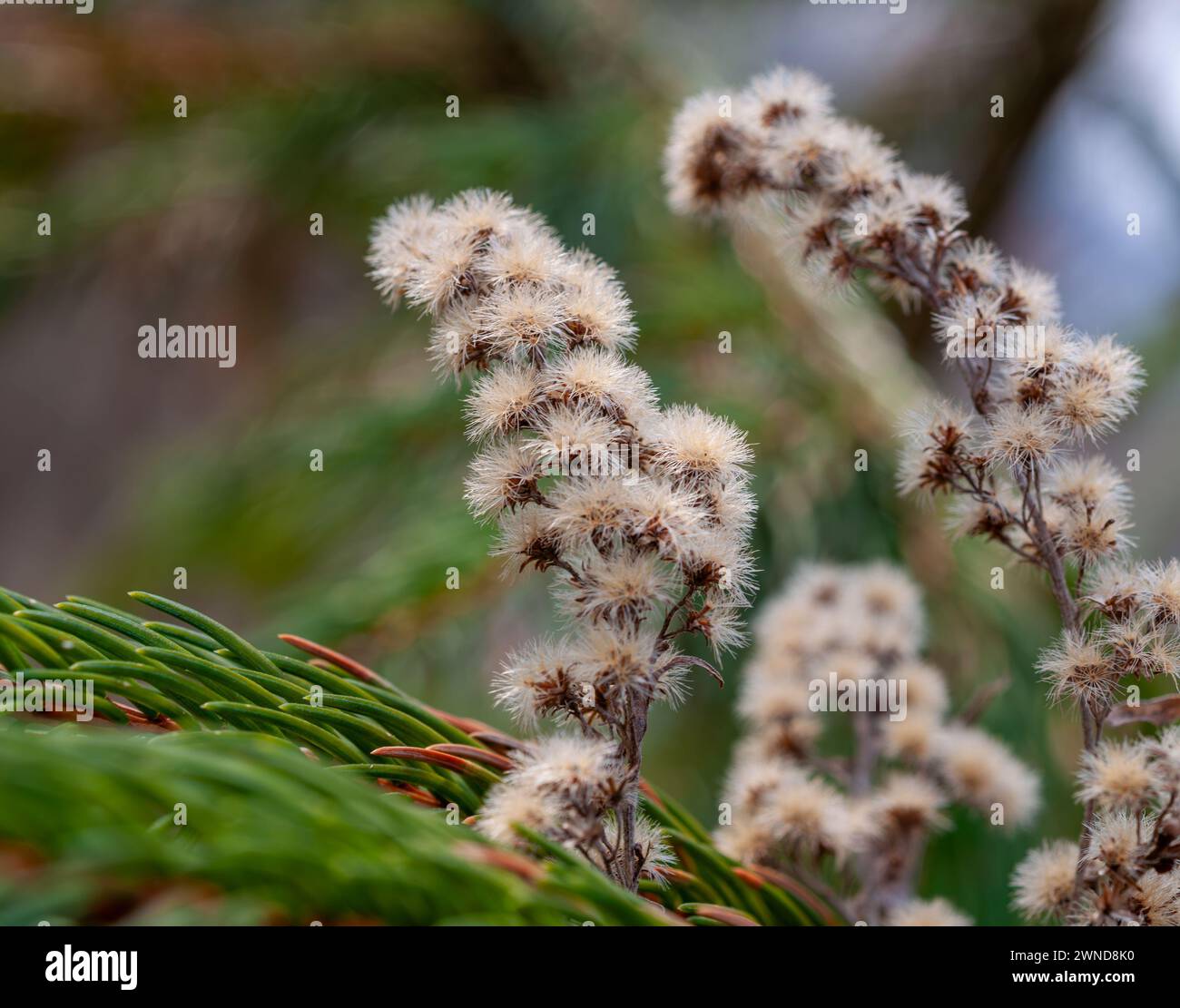 Green pine branch leaves hi-res stock photography and images - Alamy