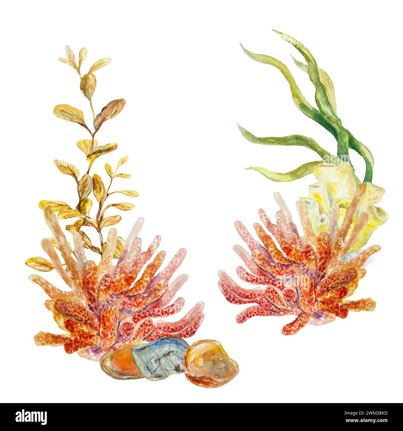 Corals, algae, stones, watercolor. Illustration on a marine theme ...