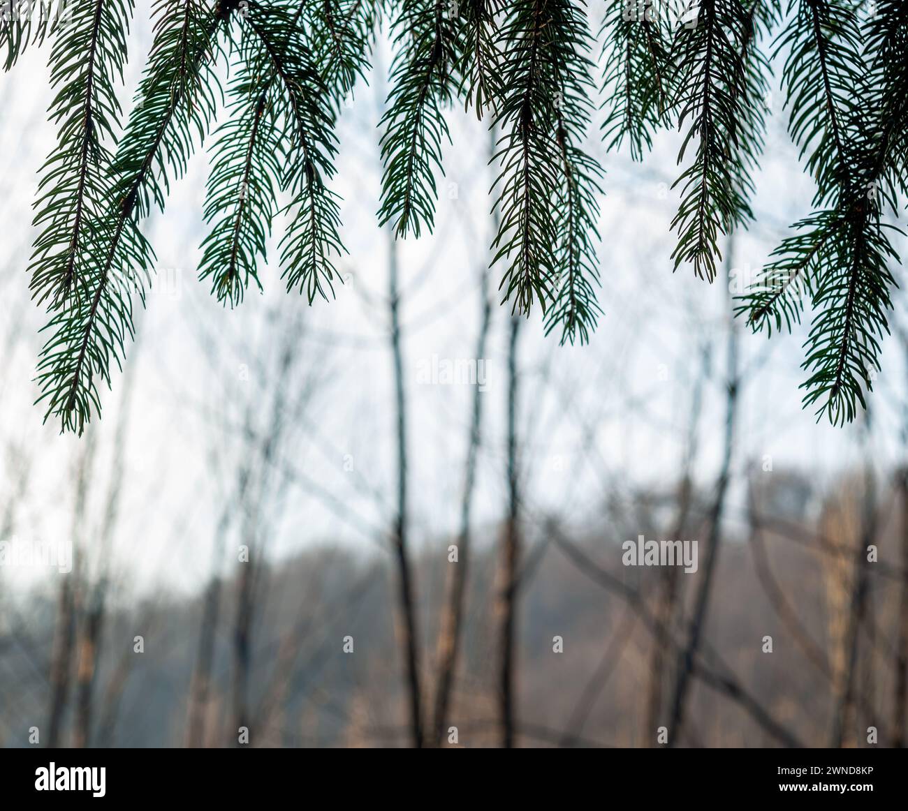 Branches contrast hi-res stock photography and images - Alamy