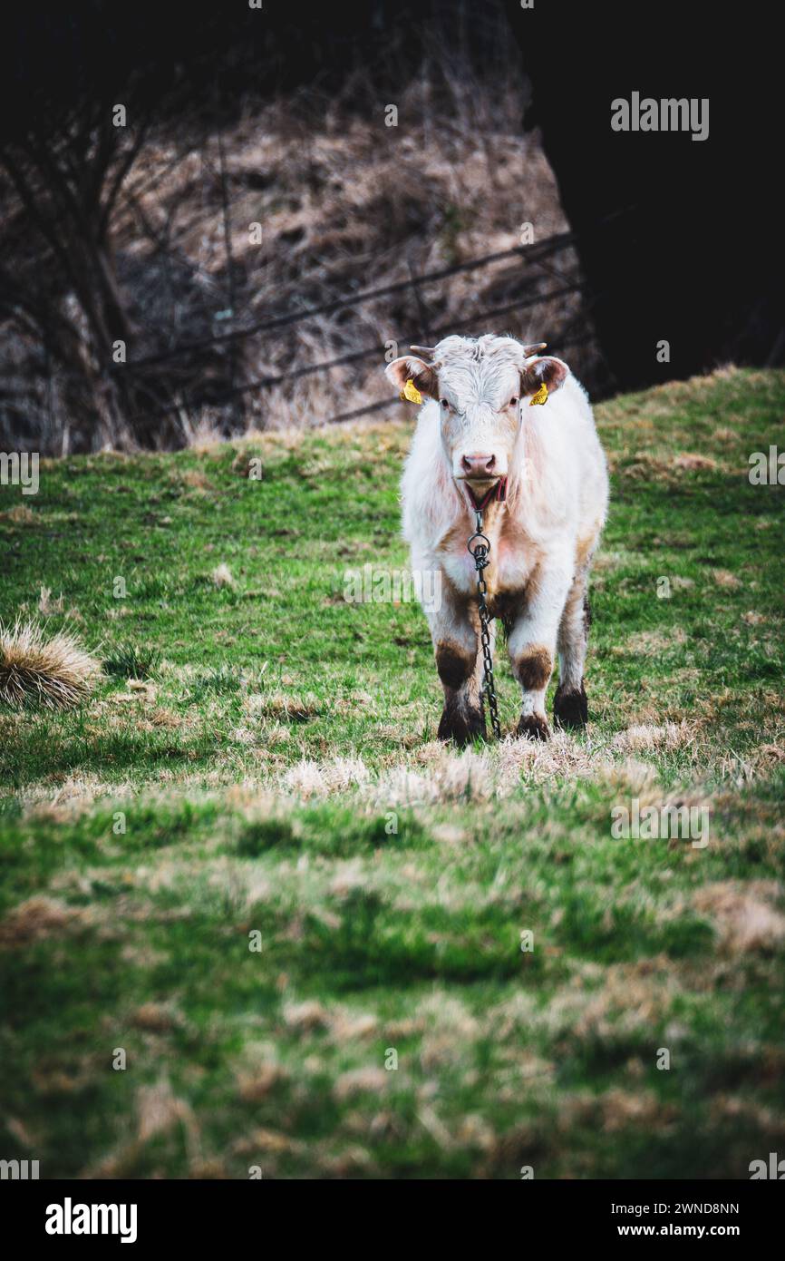 Cow standing calm on hi-res stock photography and images - Alamy