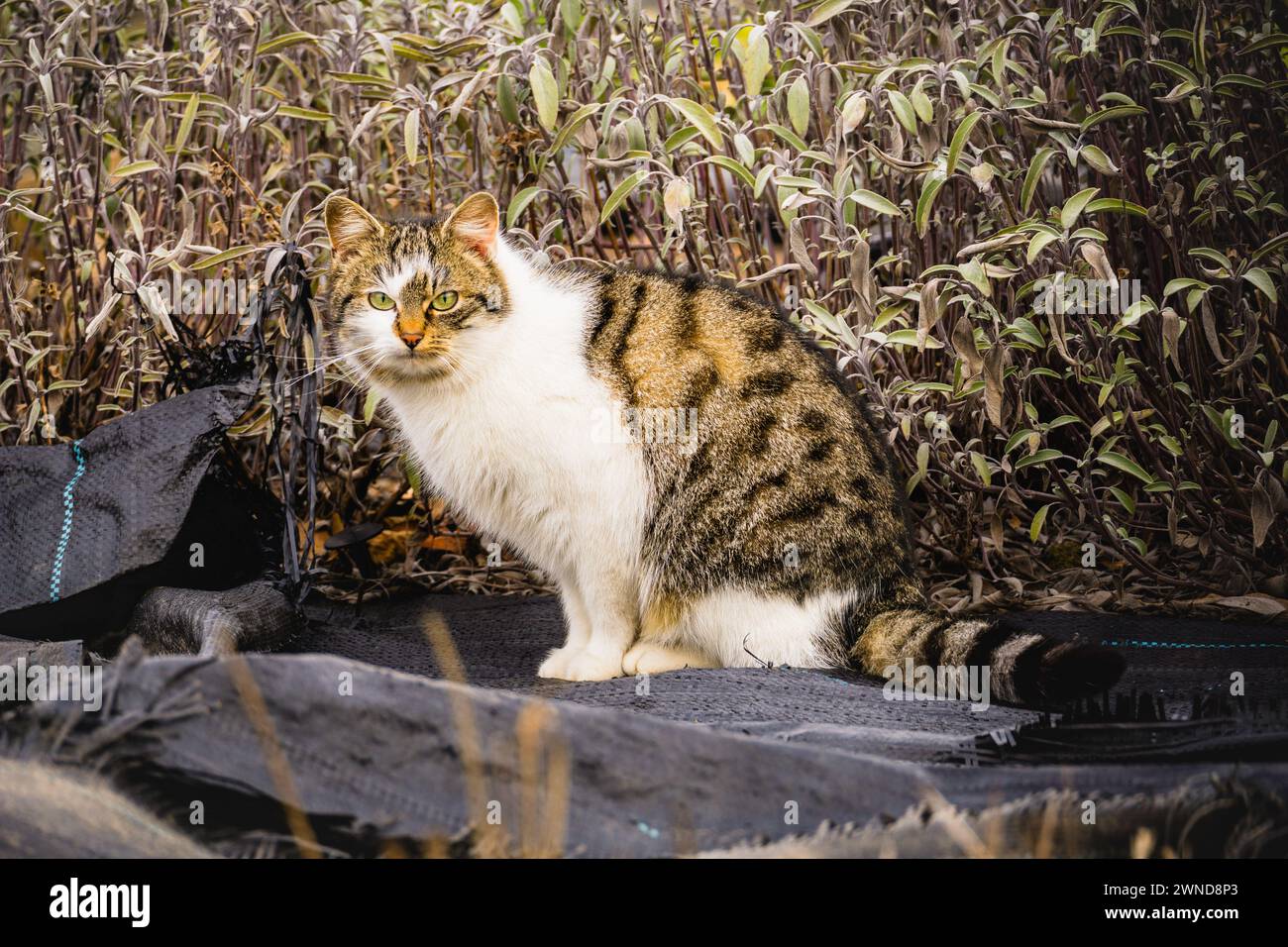 Beautiful fluffy cat sitting watching hi-res stock photography and ...