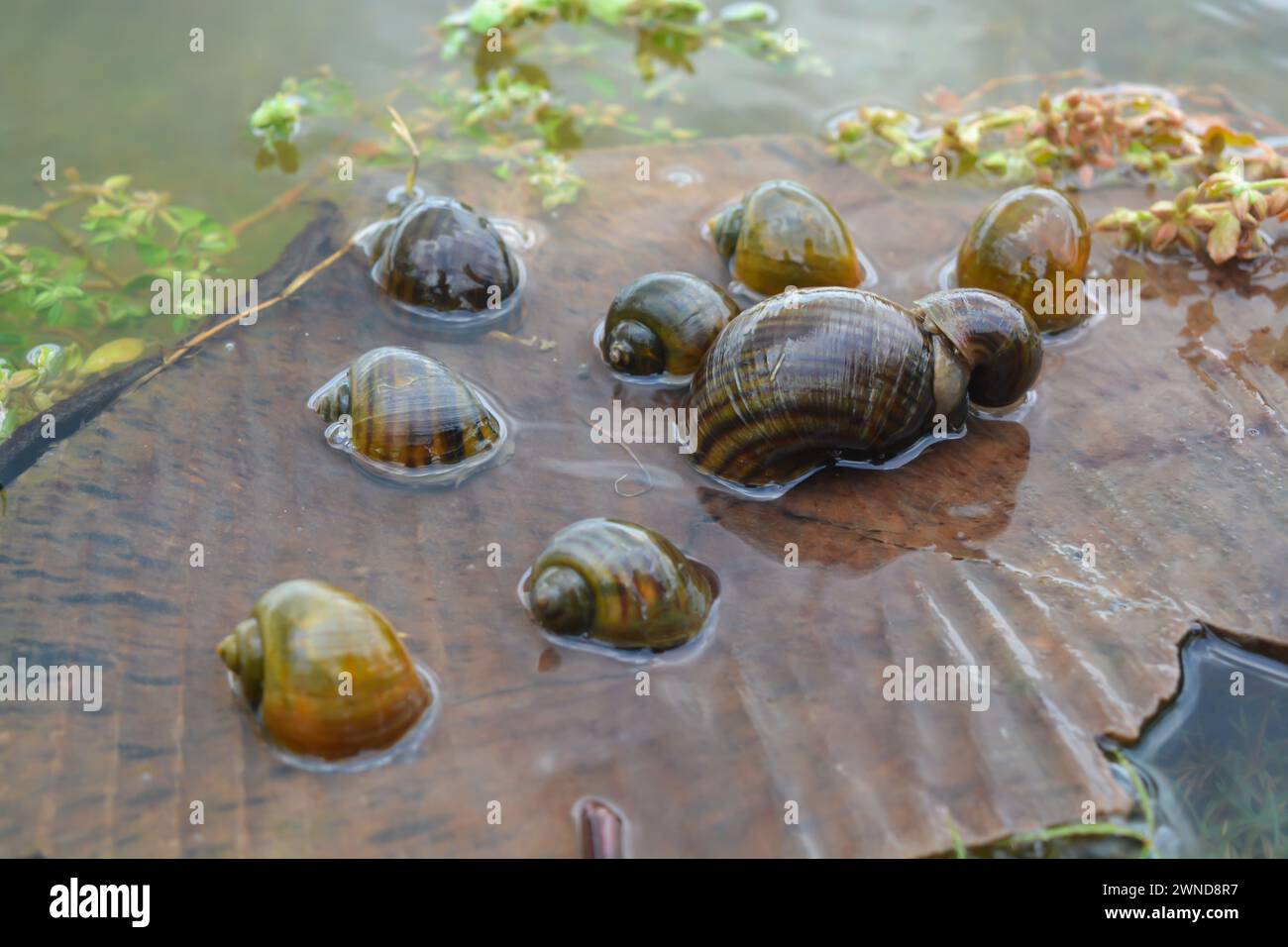 Amphibians, namely golden snails that are in a rock and lay eggs Stock ...