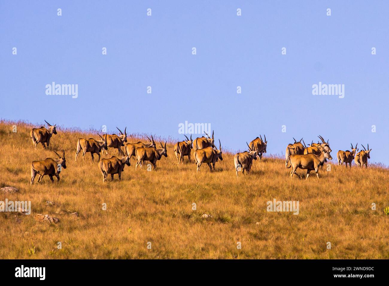 An eland herd, Taurotragus oryx, against the pale blue-sky walking over ...
