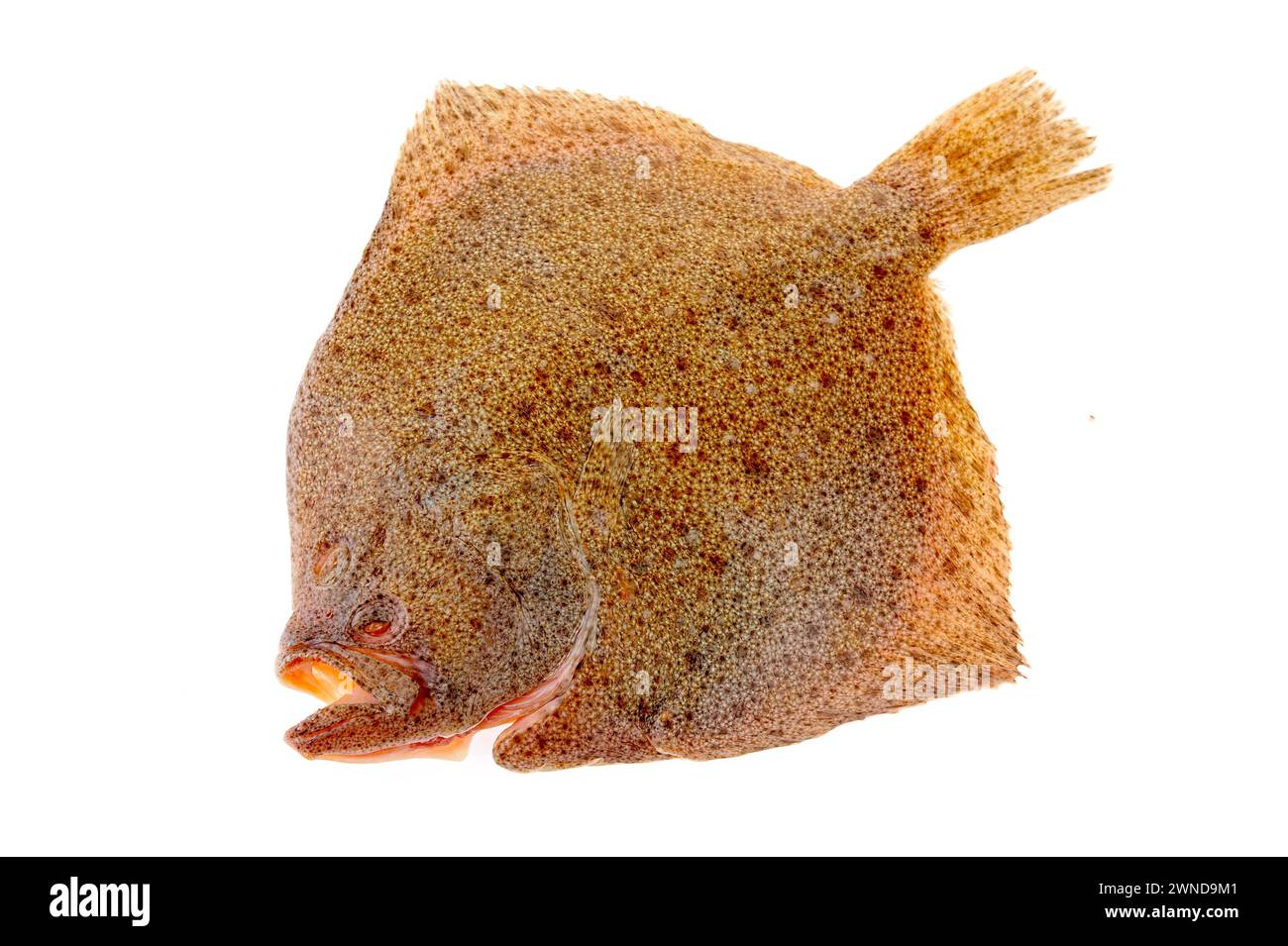 The flounder isolated on a white background Stock Photo - Alamy