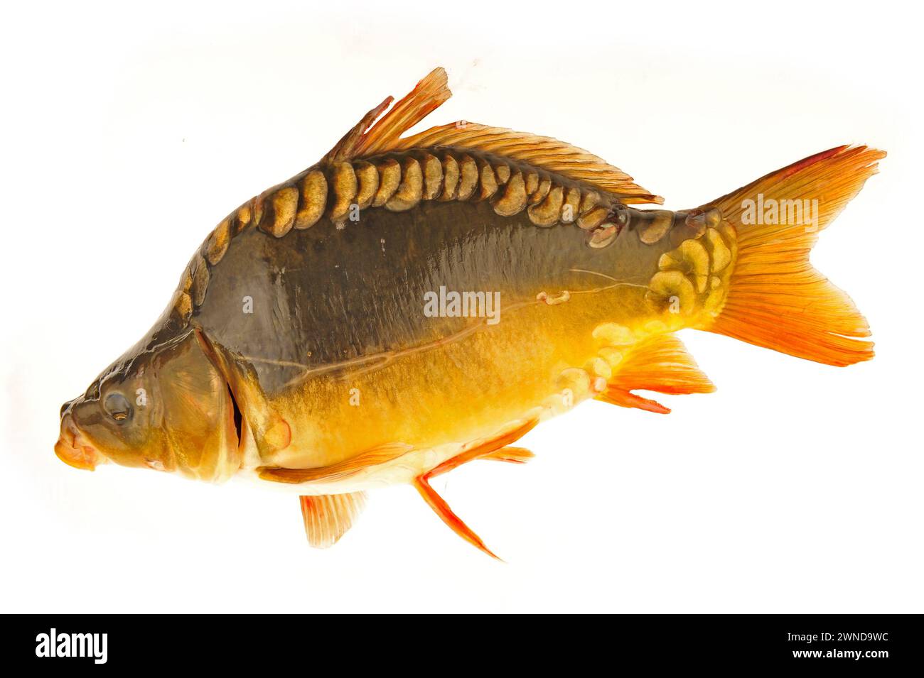 Isolated in the white background of fish Stock Photo - Alamy