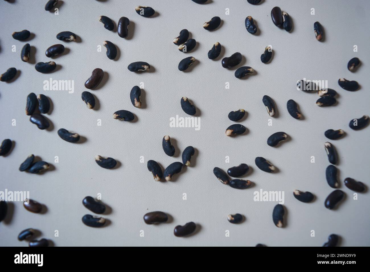 Black bean seeds on a white background Stock Photo - Alamy