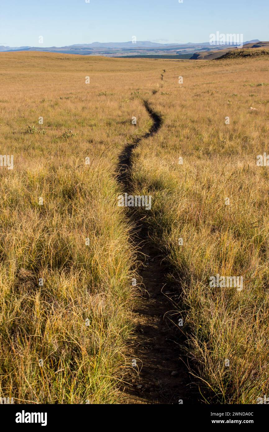 A narrow Footpath cutting through the alpine grasses in the high ...