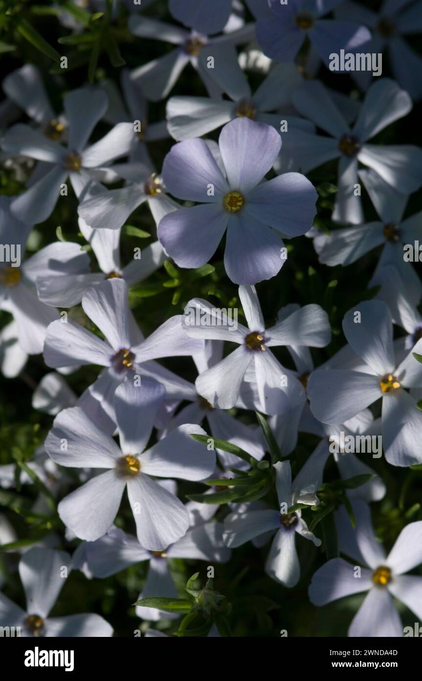 Spreading Philox Phlox diffusa wildflowers in full bloom on Mt Defiance ...