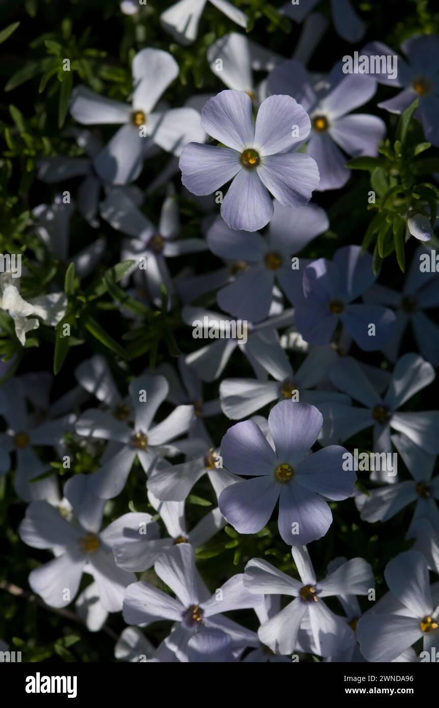 Spreading Philox Phlox diffusa wildflowers in full bloom on Mt Defiance ...