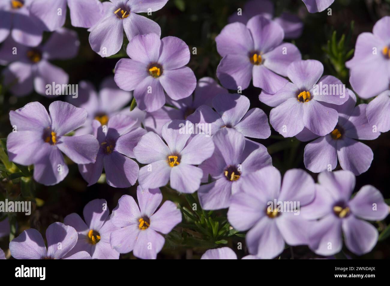 Spreading Philox Phlox diffusa wildflowers in full bloom on Mt Defiance ...