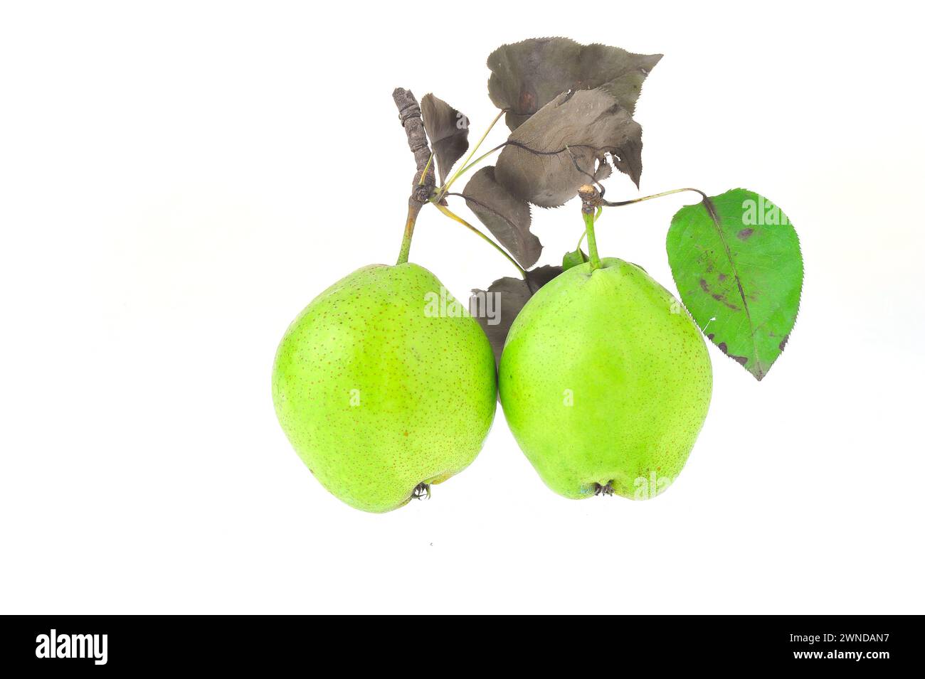 Pome is white background Stock Photo - Alamy