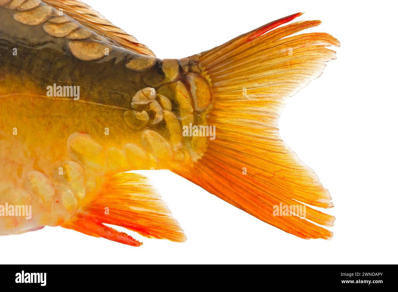 Sharks tail hi-res stock photography and images - Alamy