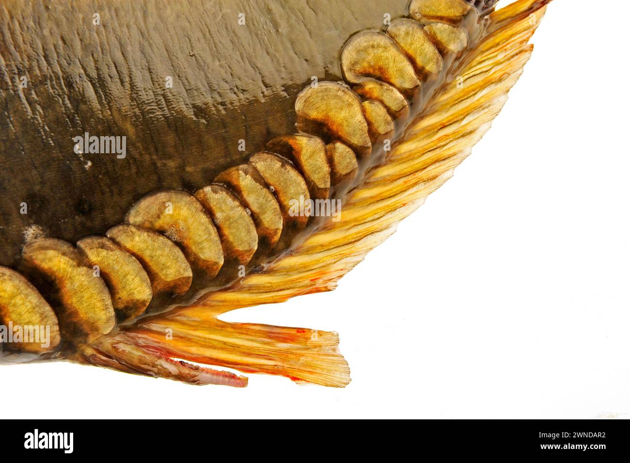Shark's fin on a white background Stock Photo - Alamy