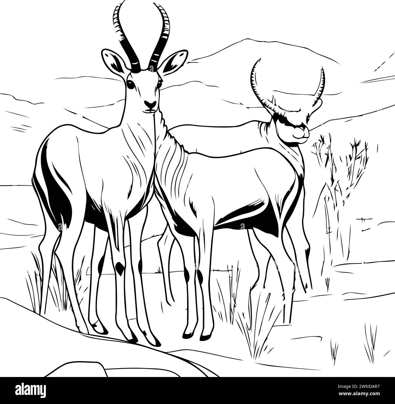 Two Antelopes In The Savannah Black And White Vector Illustration