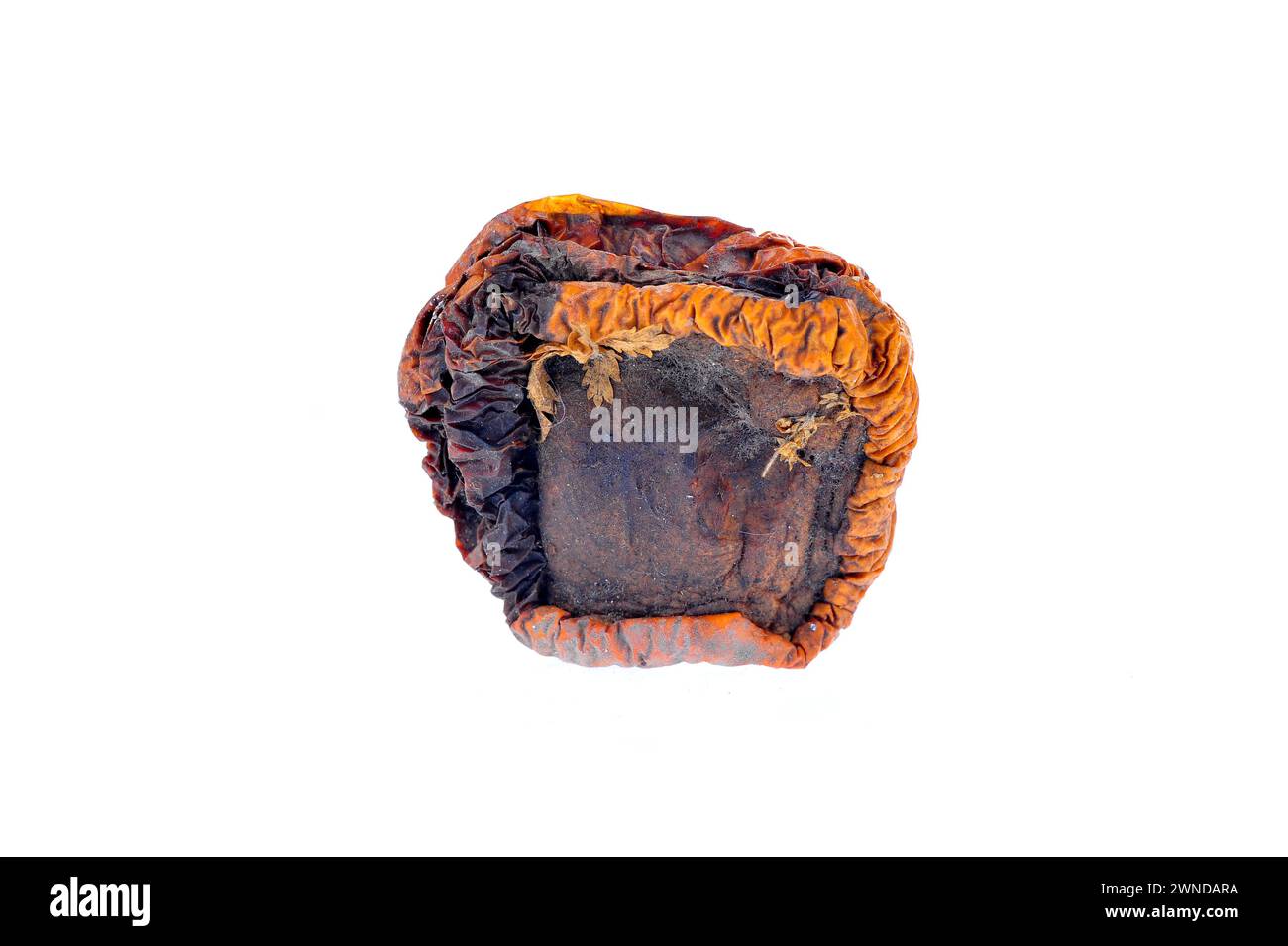 Common apple Cut Out Stock Images & Pictures - Alamy