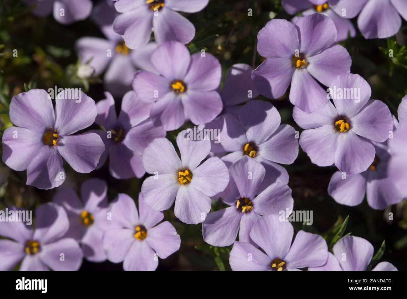 Spreading Philox Phlox diffusa wildflowers in full bloom on Mt Defiance ...
