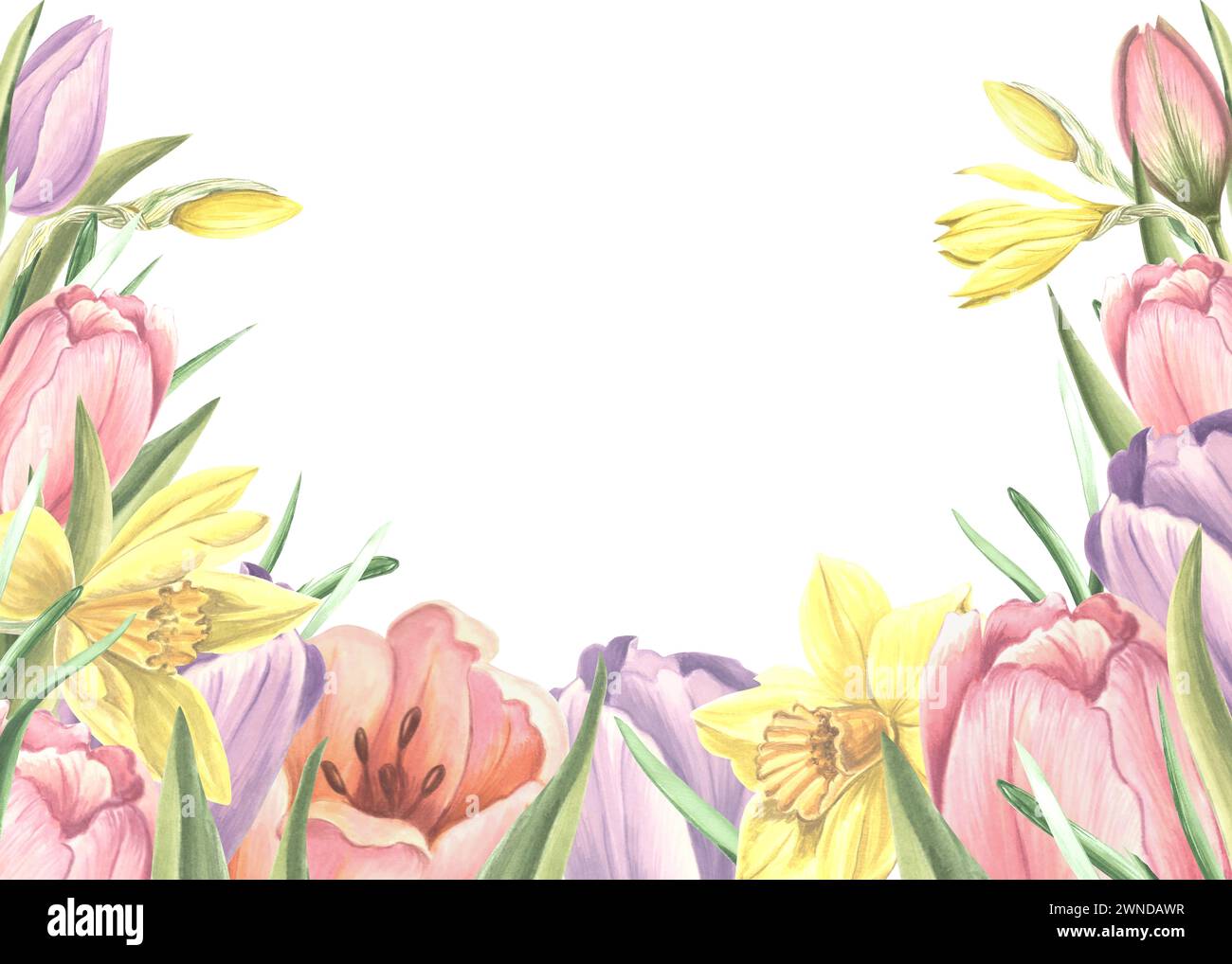 Horizontal frame from tulips and daffodils, flowers, buds. Isolated ...