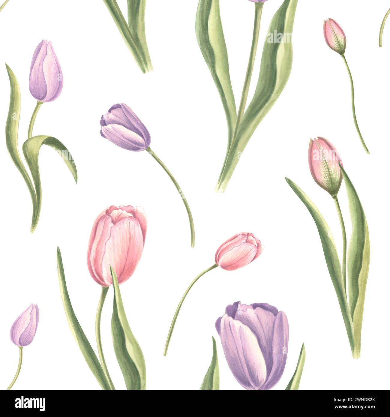 Seamless pattern from purple pink tulips with leaves on a white ...