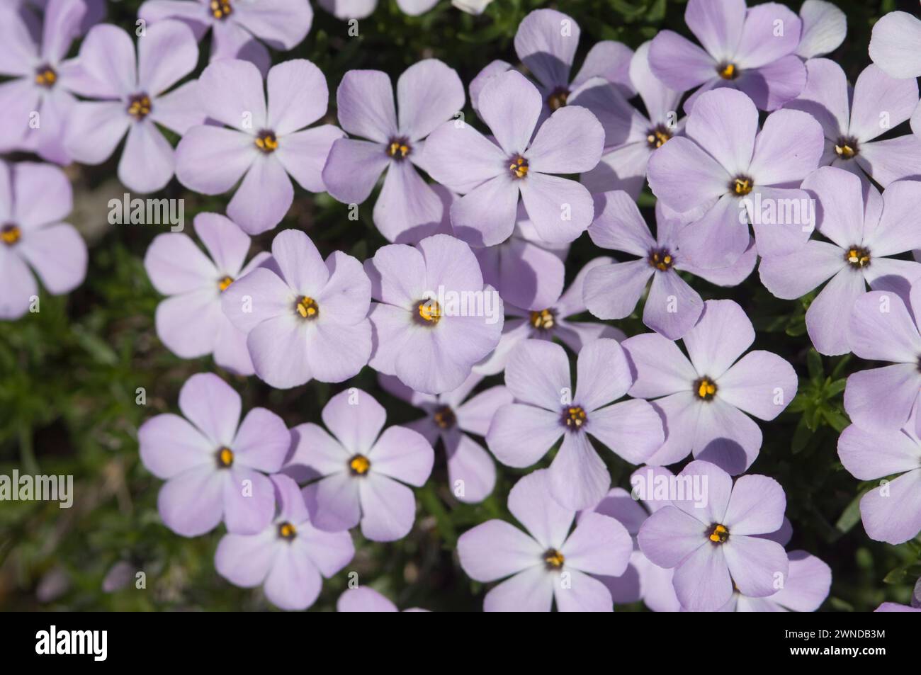 Spreading Philox Phlox diffusa wildflowers in full bloom on Mt Defiance ...