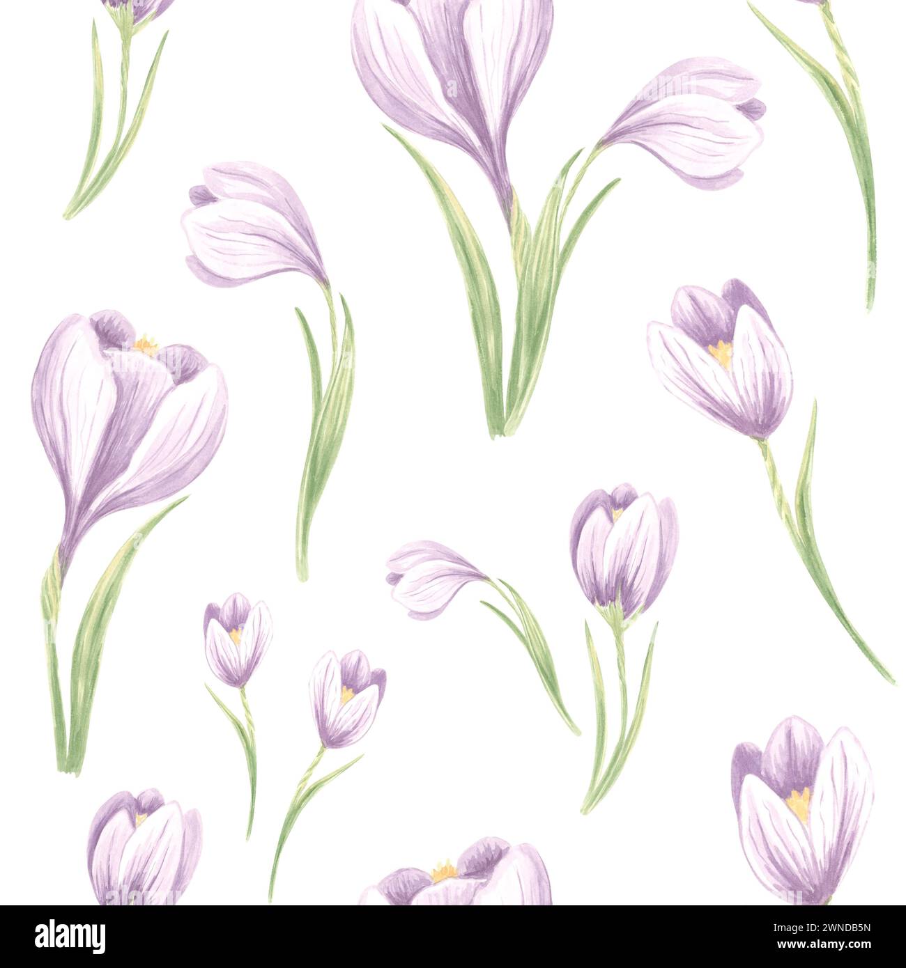Seamless pattern from violet crocuses with green leaves on white ...