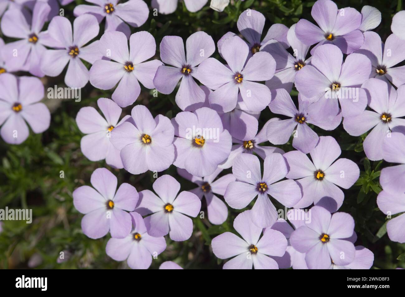 Spreading Philox Phlox diffusa wildflowers in full bloom on Mt Defiance ...
