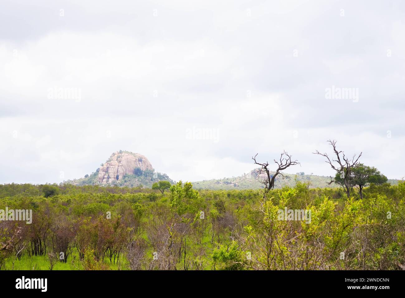 A scene capturing a grassy field with scattered trees and a towering ...