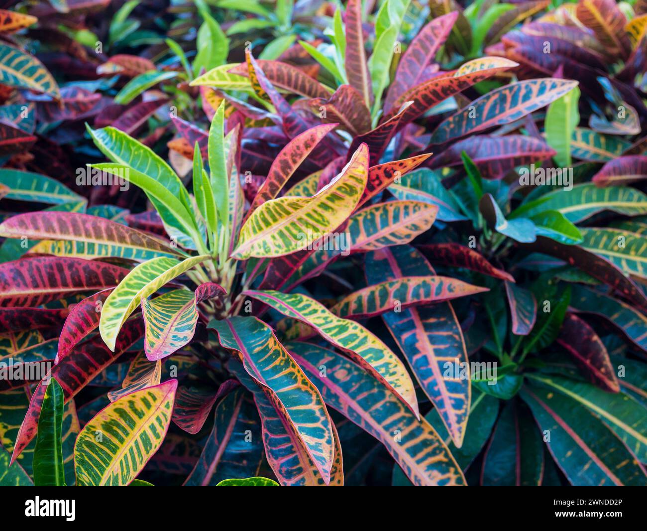 Colorful Croton Leaves for Background Stock Photo - Alamy