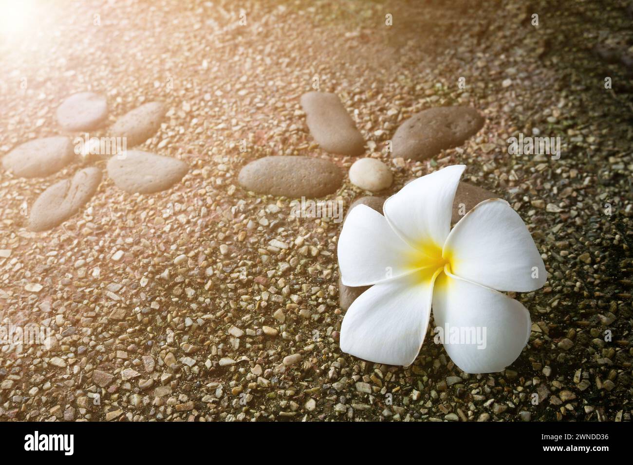 Flower on the floor hi-res stock photography and images - Alamy