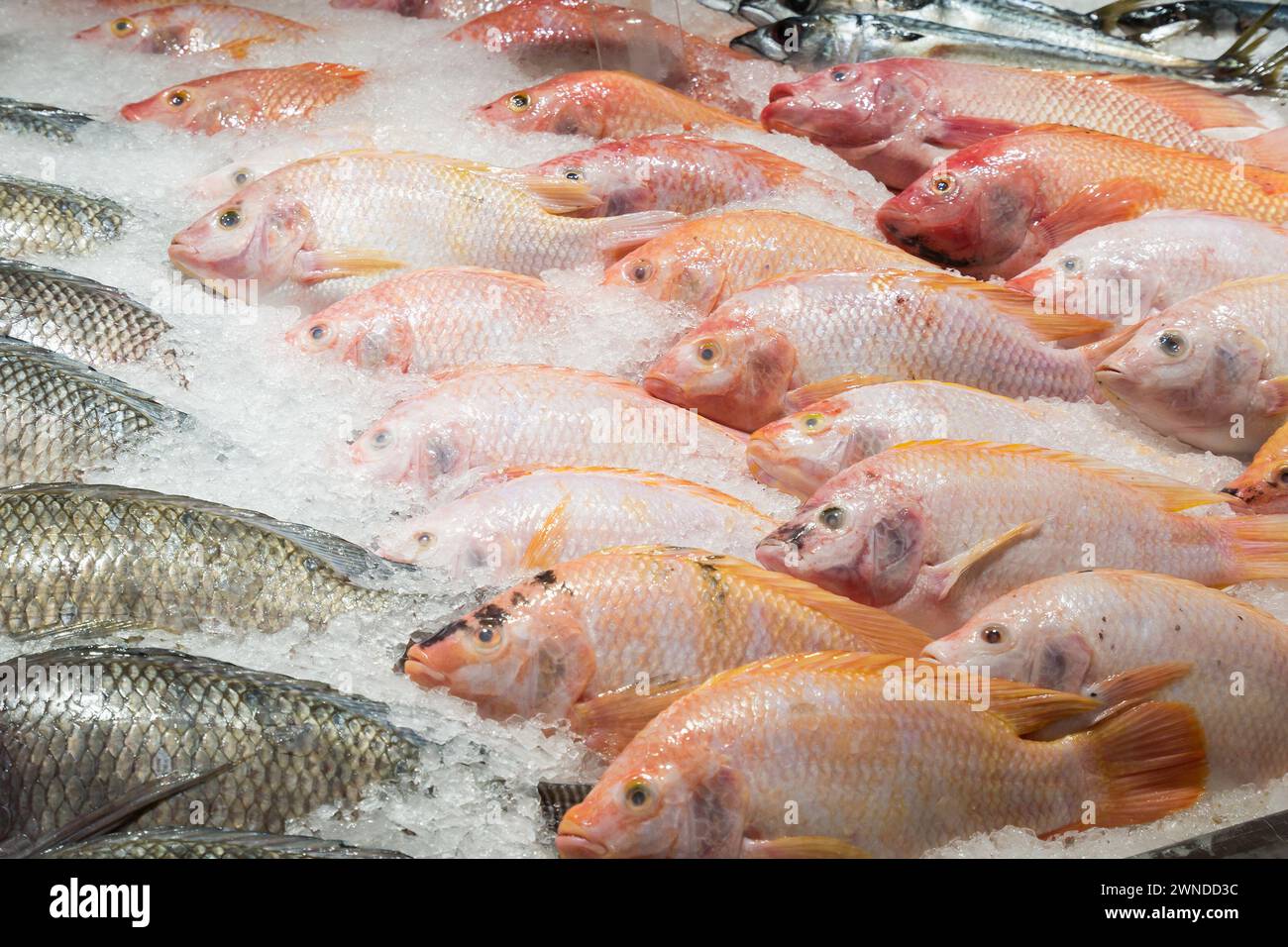 Pink tilapia hi-res stock photography and images - Alamy