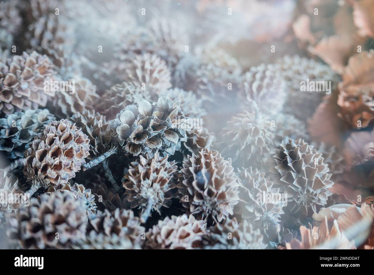 Dry Pine Cones from She oak background vintage tones Stock Photo - Alamy