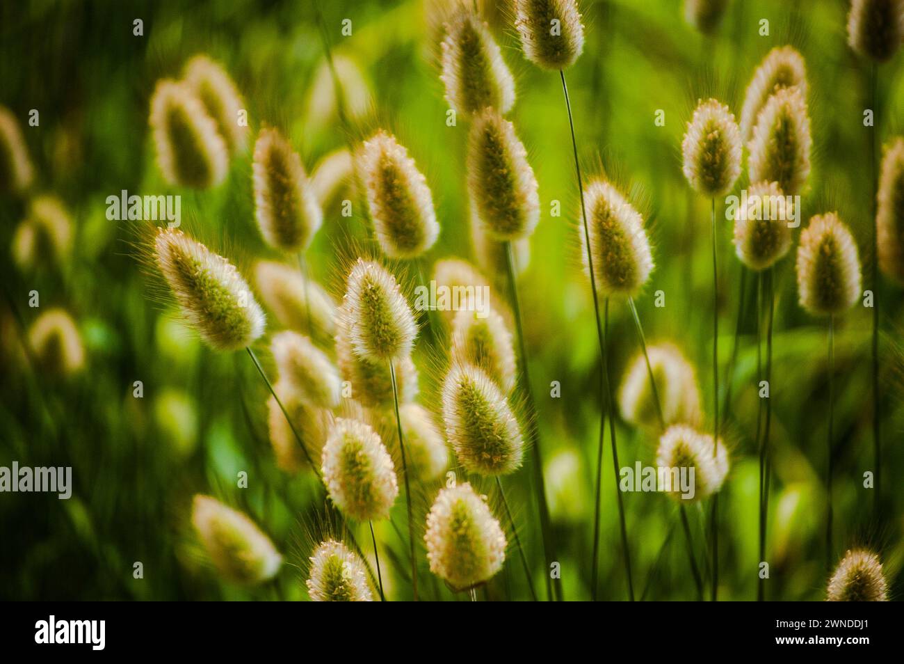 Cwp2024 hi-res stock photography and images - Alamy