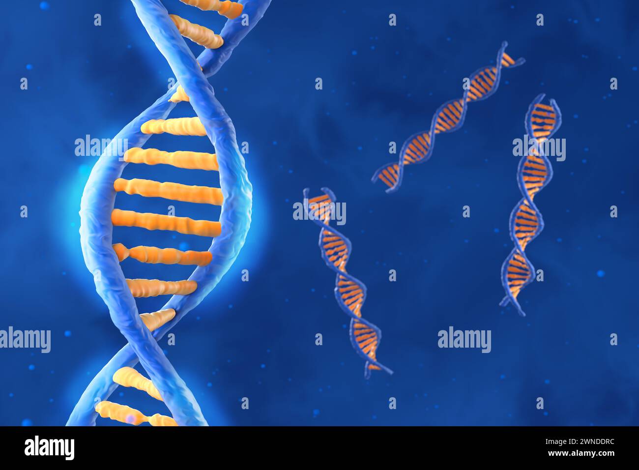 DNA molecule with the double polynucleotide spiral - isometric view 3d ...