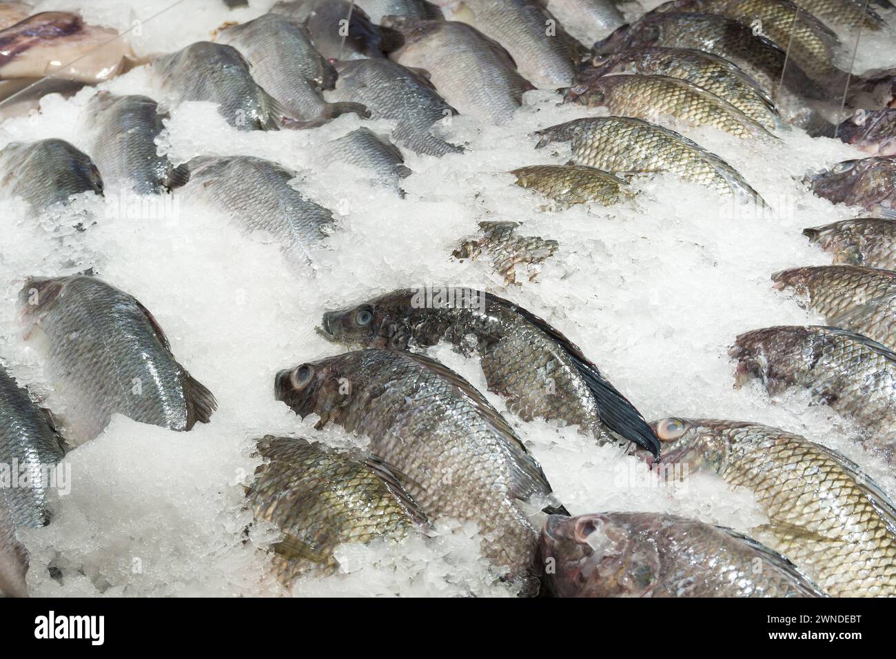 Red tilapia fish on ice hi-res stock photography and images - Alamy